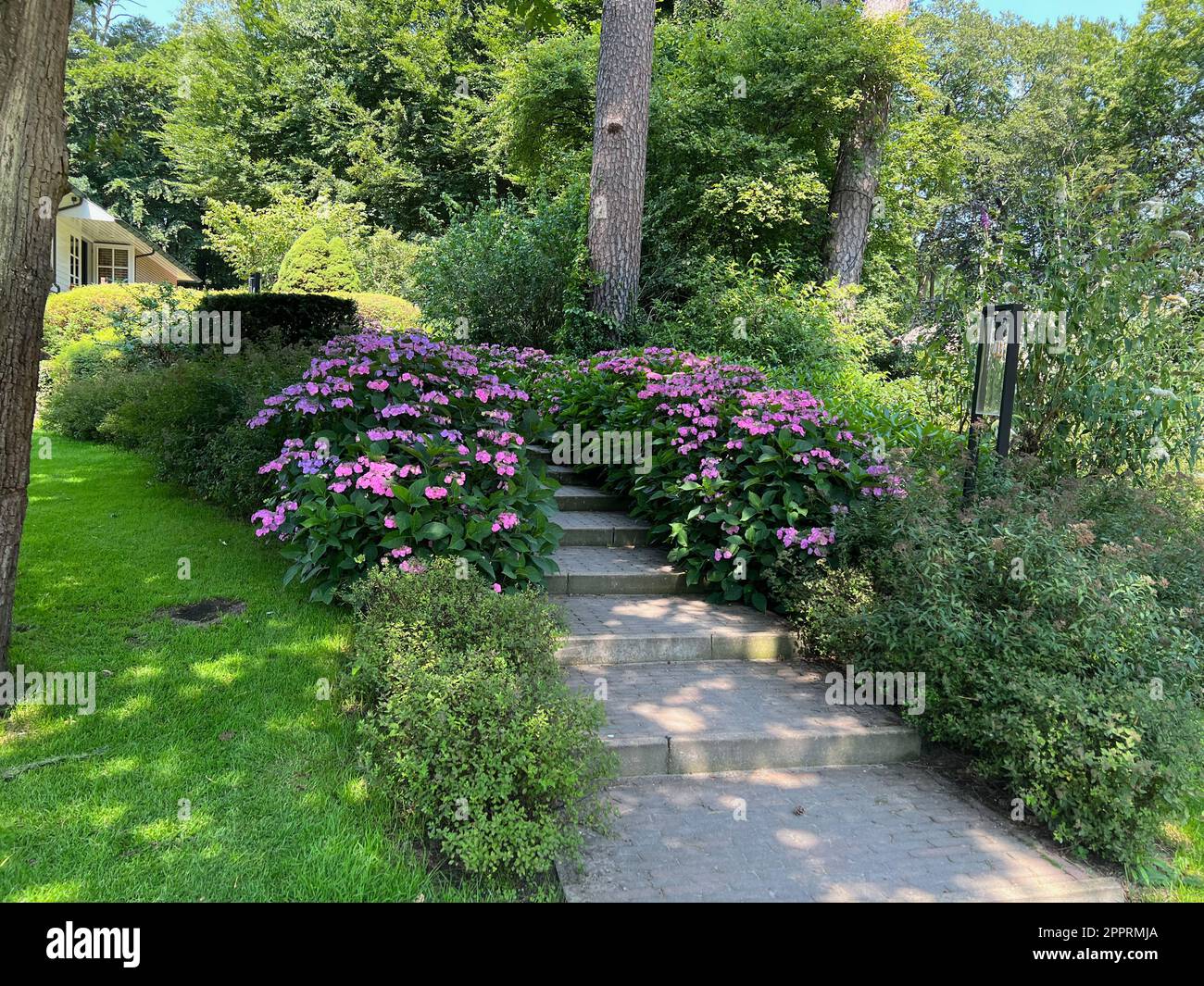 Pathway among beautiful hydrangea shrubs with violet flowers outdoors ...