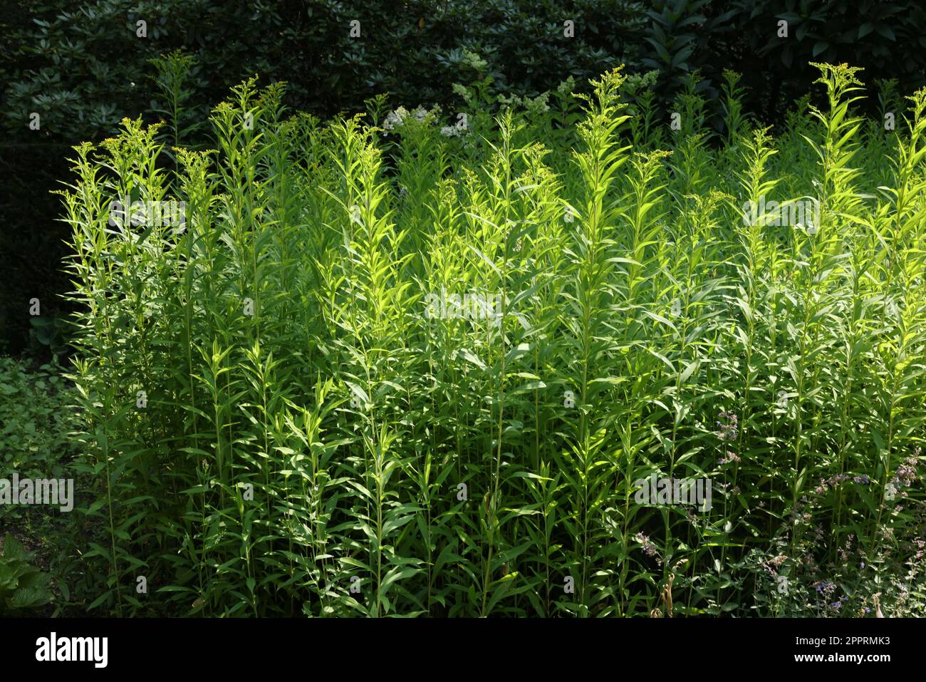 Beautiful perennial tarragon plant growing in garden Stock Photo - Alamy