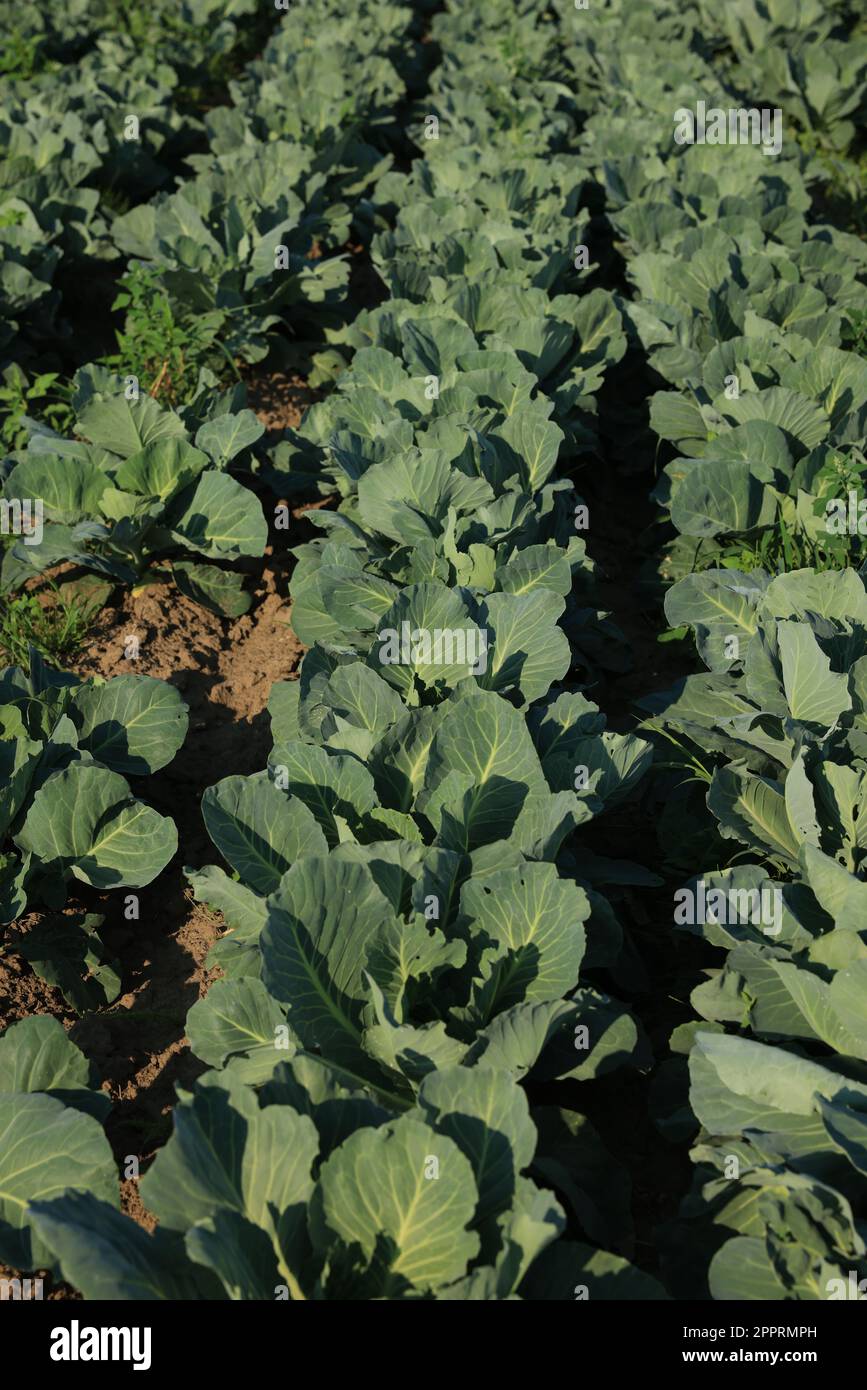 Many green cabbages growing in field. Industrial agriculture Stock ...