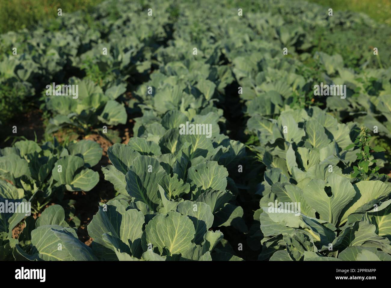 Many green cabbages growing in field. Industrial agriculture Stock ...