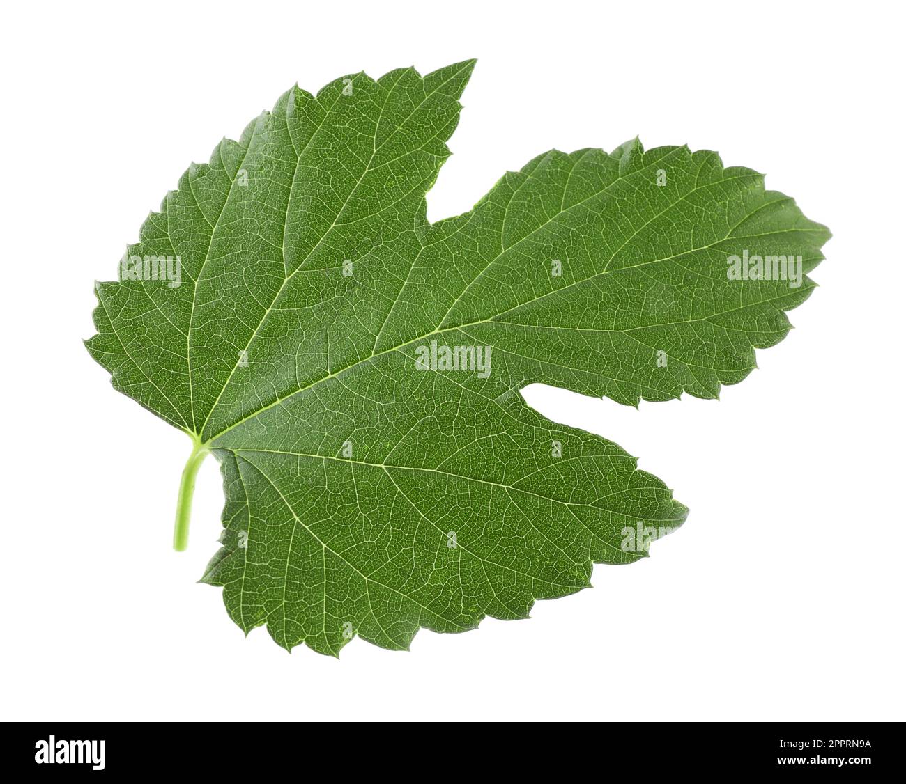 Fresh green hop leaf hi-res stock photography and images - Alamy