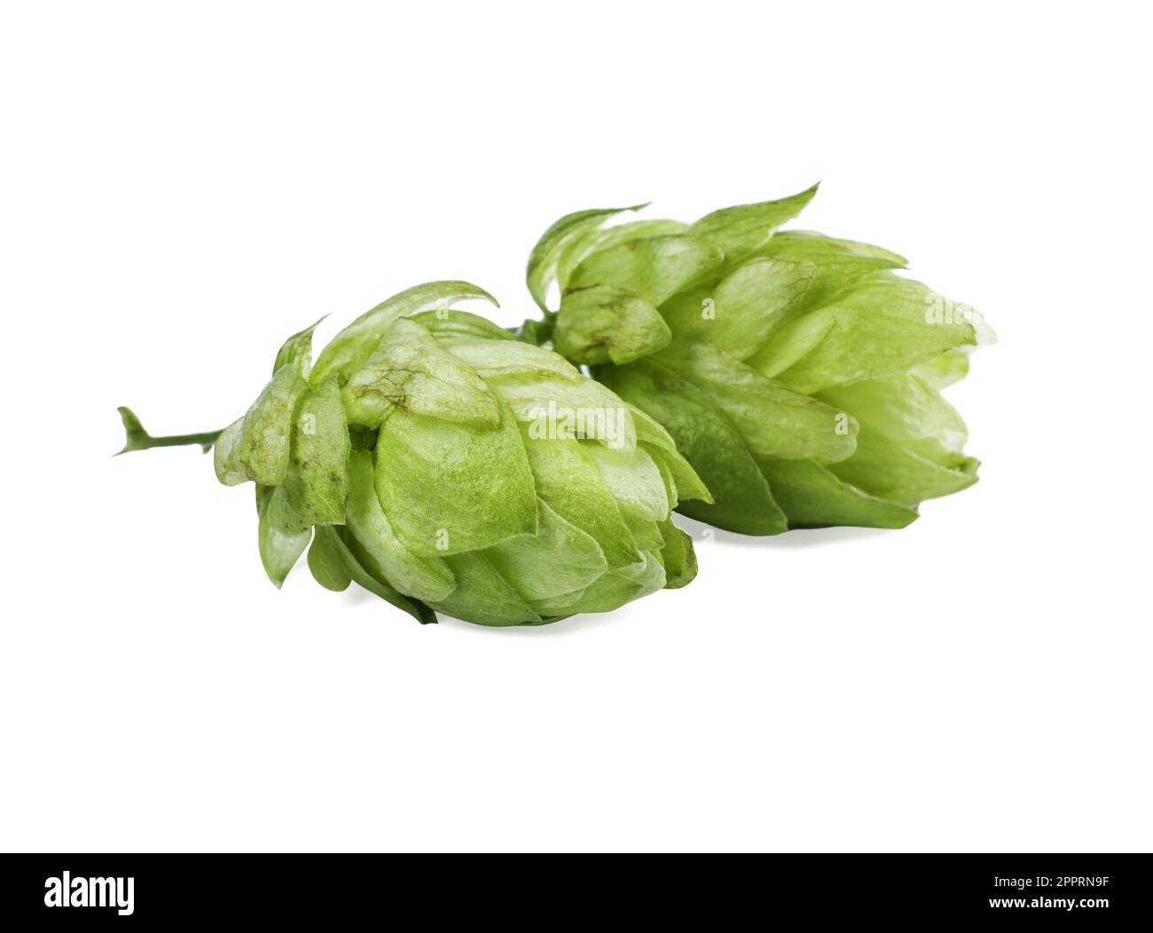 Fresh green hop flowers on white background Stock Photo - Alamy