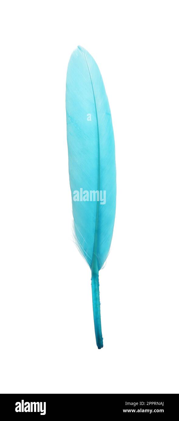 Beautiful light blue feather isolated on white Stock Photo - Alamy
