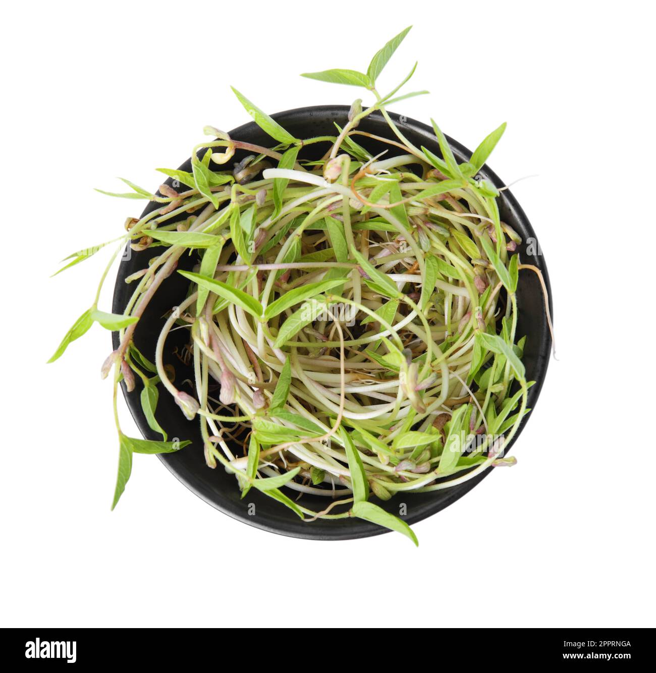 Mung bean sprouts in black bowl isolated on white, top view Stock Photo ...