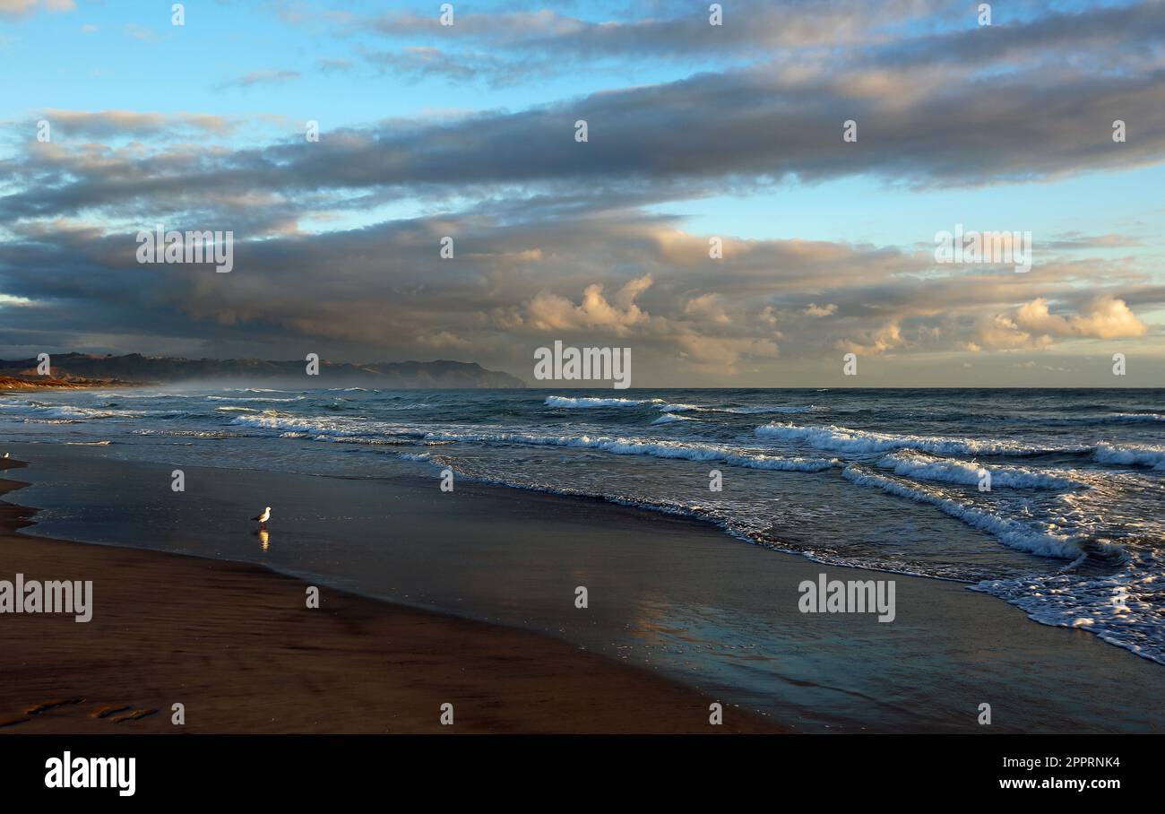 New zealand waihi hi-res stock photography and images - Alamy