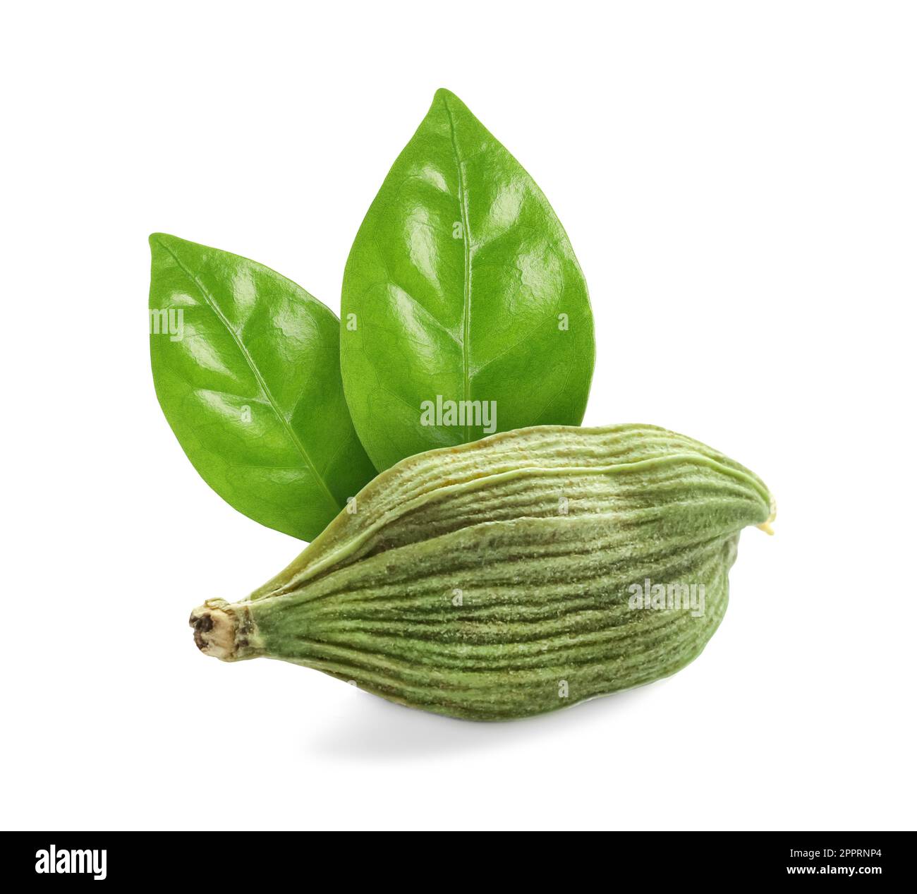 Dry cardamom pod and green leaves on white background Stock Photo - Alamy