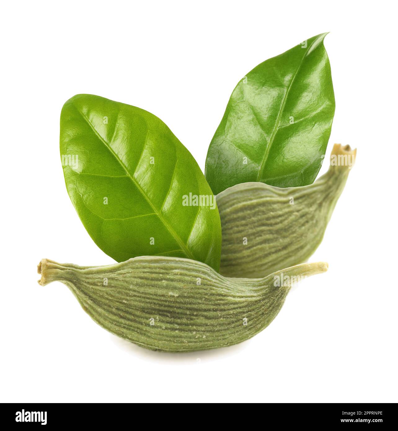 Dry cardamom pods and green leaves on white background Stock Photo - Alamy