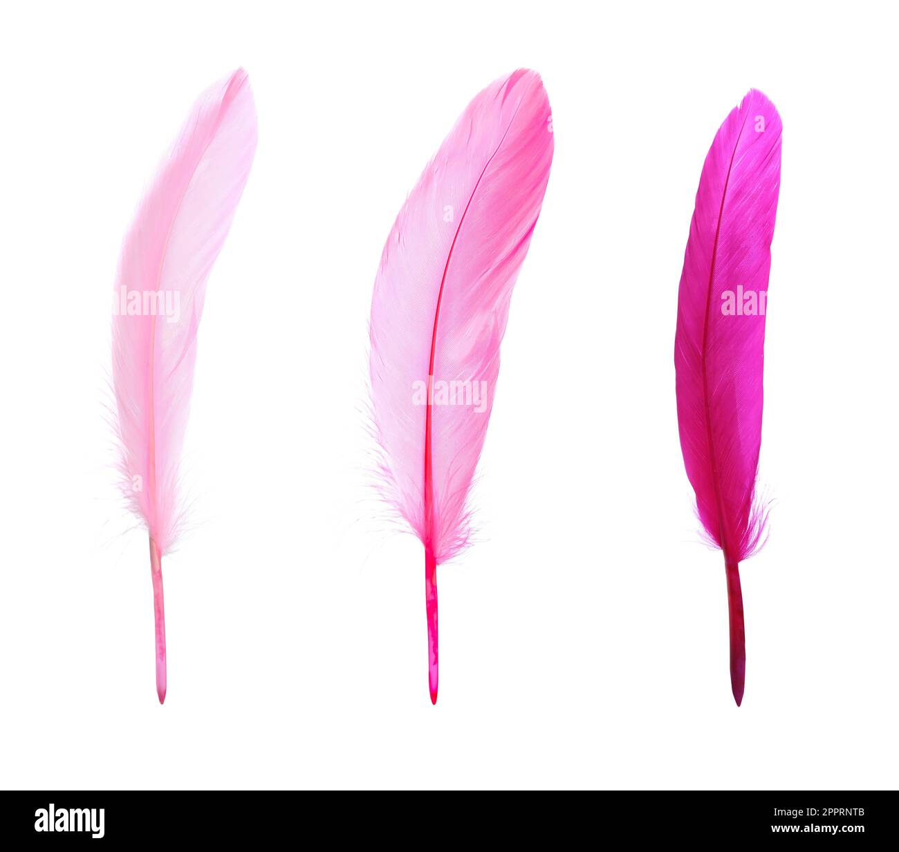 Set with beautiful pink feathers on white background Stock Photo - Alamy