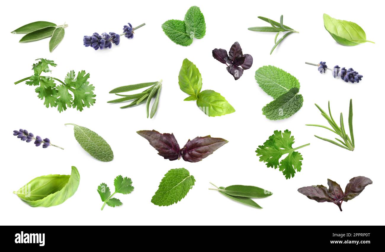 Collection of different aromatic herbs on white background Stock Photo ...