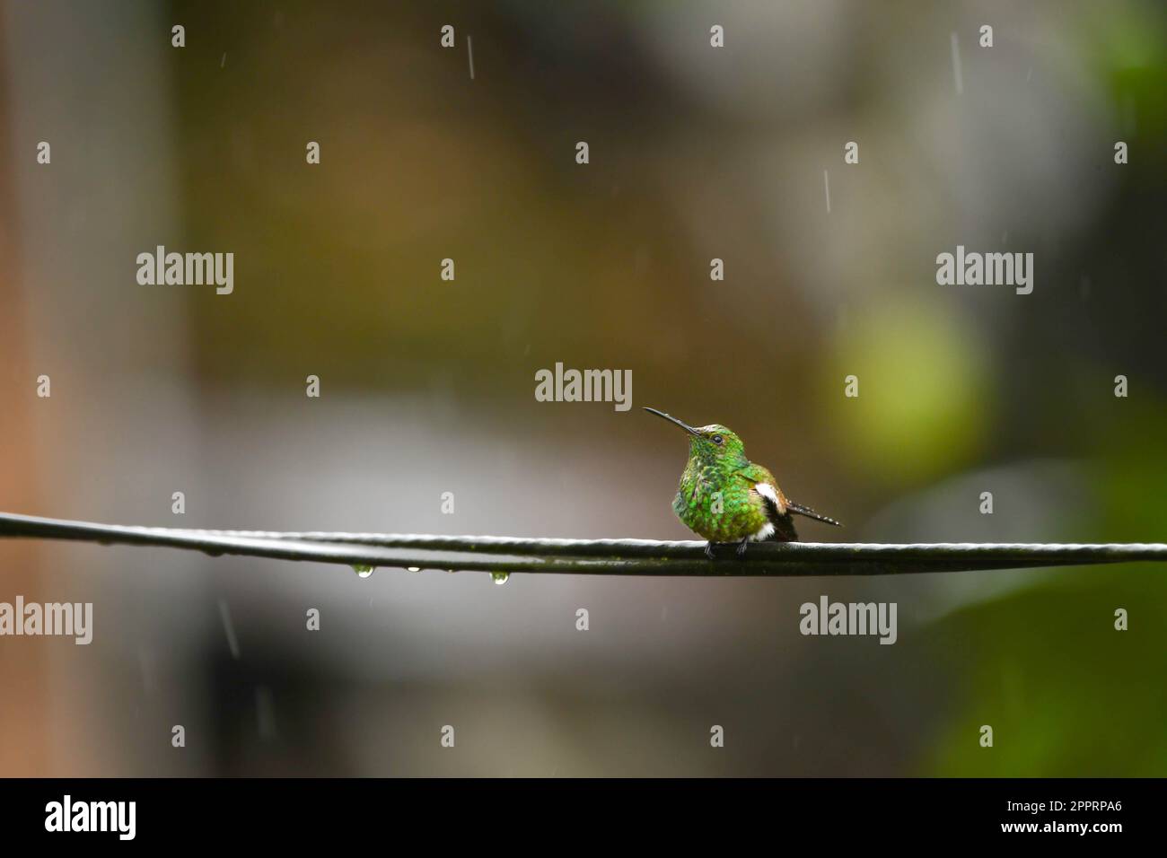 Copper-Rumped Hummingbird perching in the rain Stock Photo - Alamy