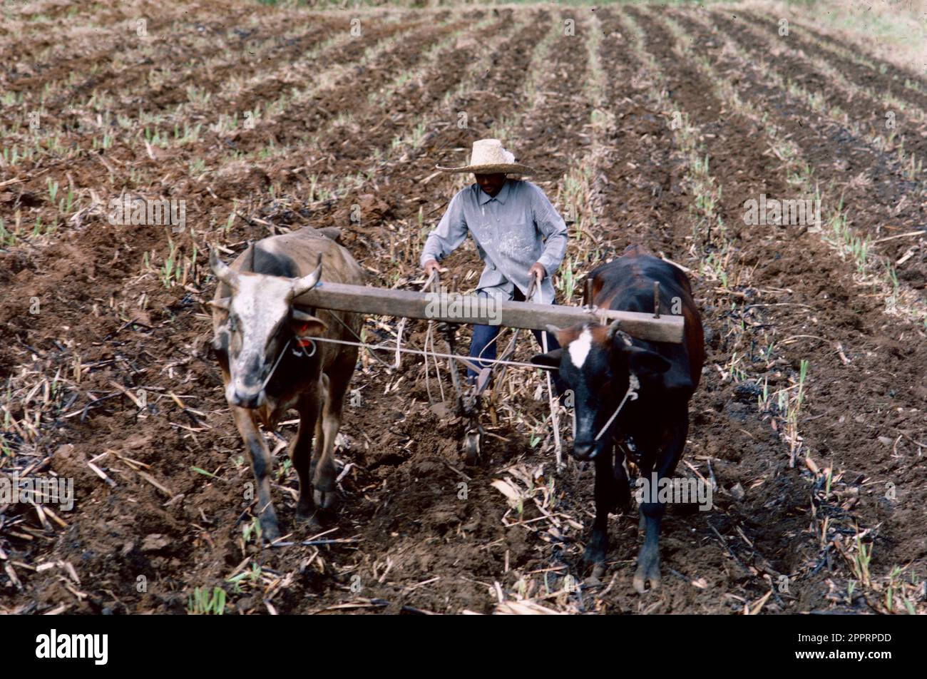 Indian Farmer plowing cane field near Nadi, Viti Levu, Fiji Stock Photo ...