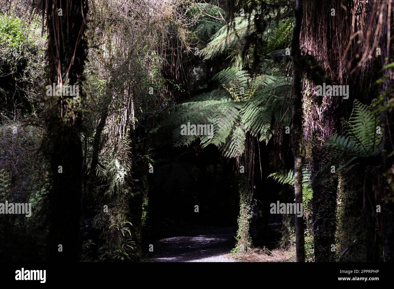 An iconic punga tree or silver fern is seen in a forest on the South ...