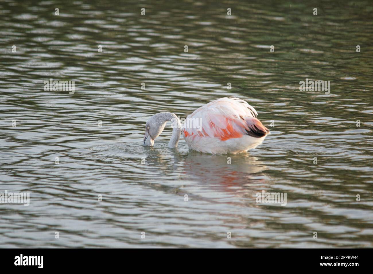Austral flamingo fishing on the lagoon , in Mar Chiquita , Buenos Aires ...
