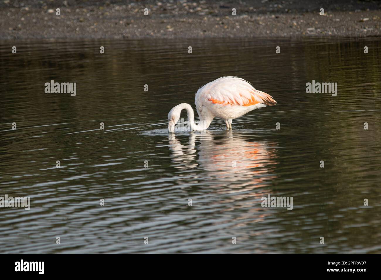 Austral flamingo fishing on the lahoon Stock Photo - Alamy