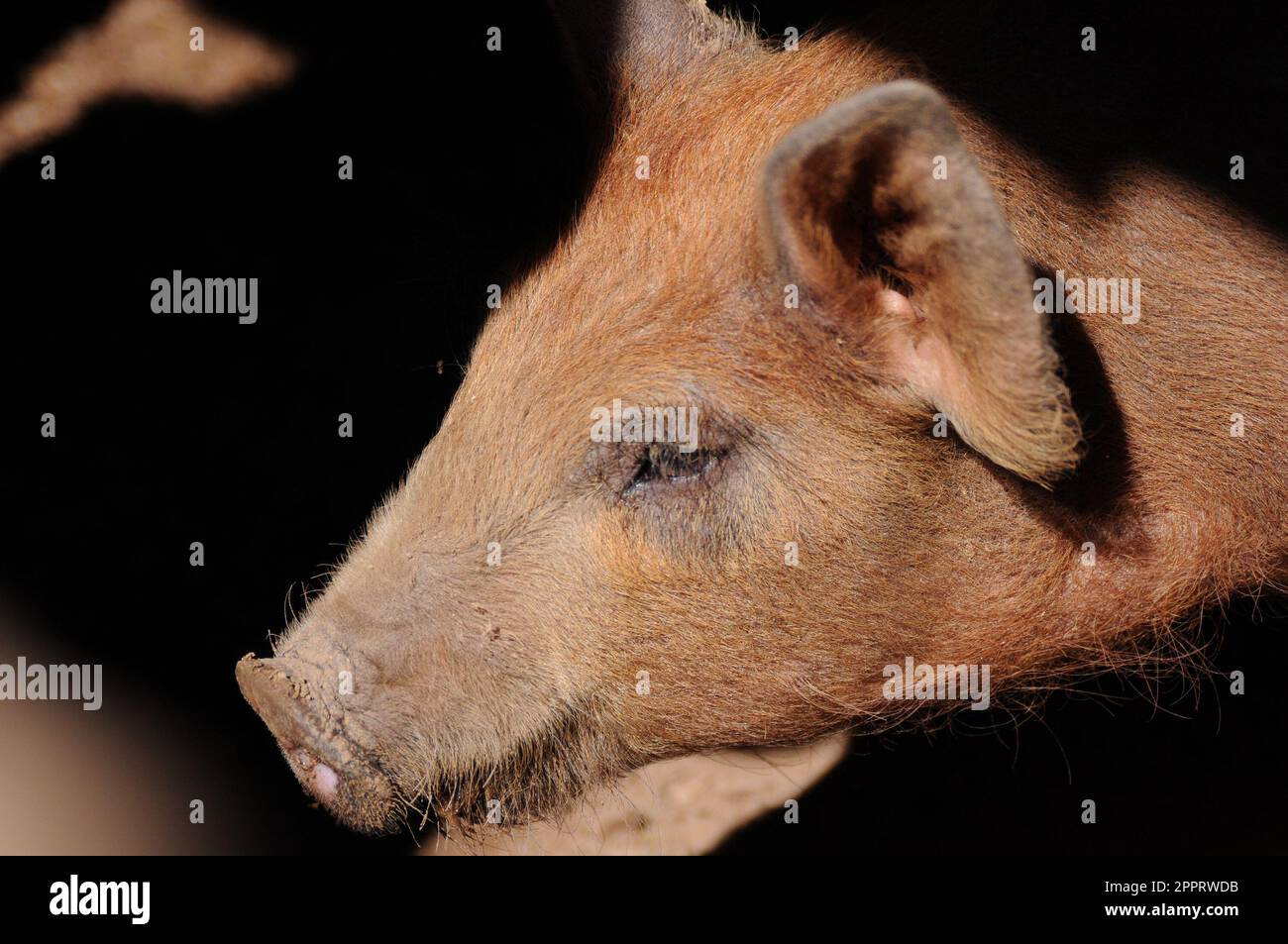 Shallow pig hi-res stock photography and images - Alamy