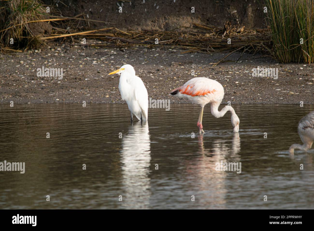 Austral flamingo fishing on the lahoon , in Mar Chiquiita, Bueenos Airs ...