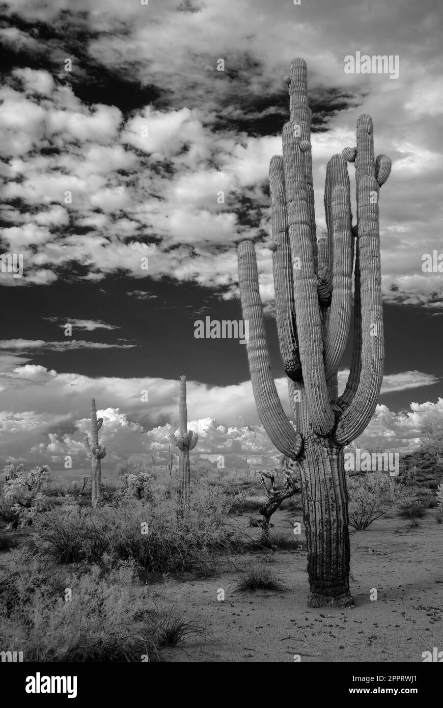 Sonora Cactus Coloring Page Cactus Coloring Pages | TPT