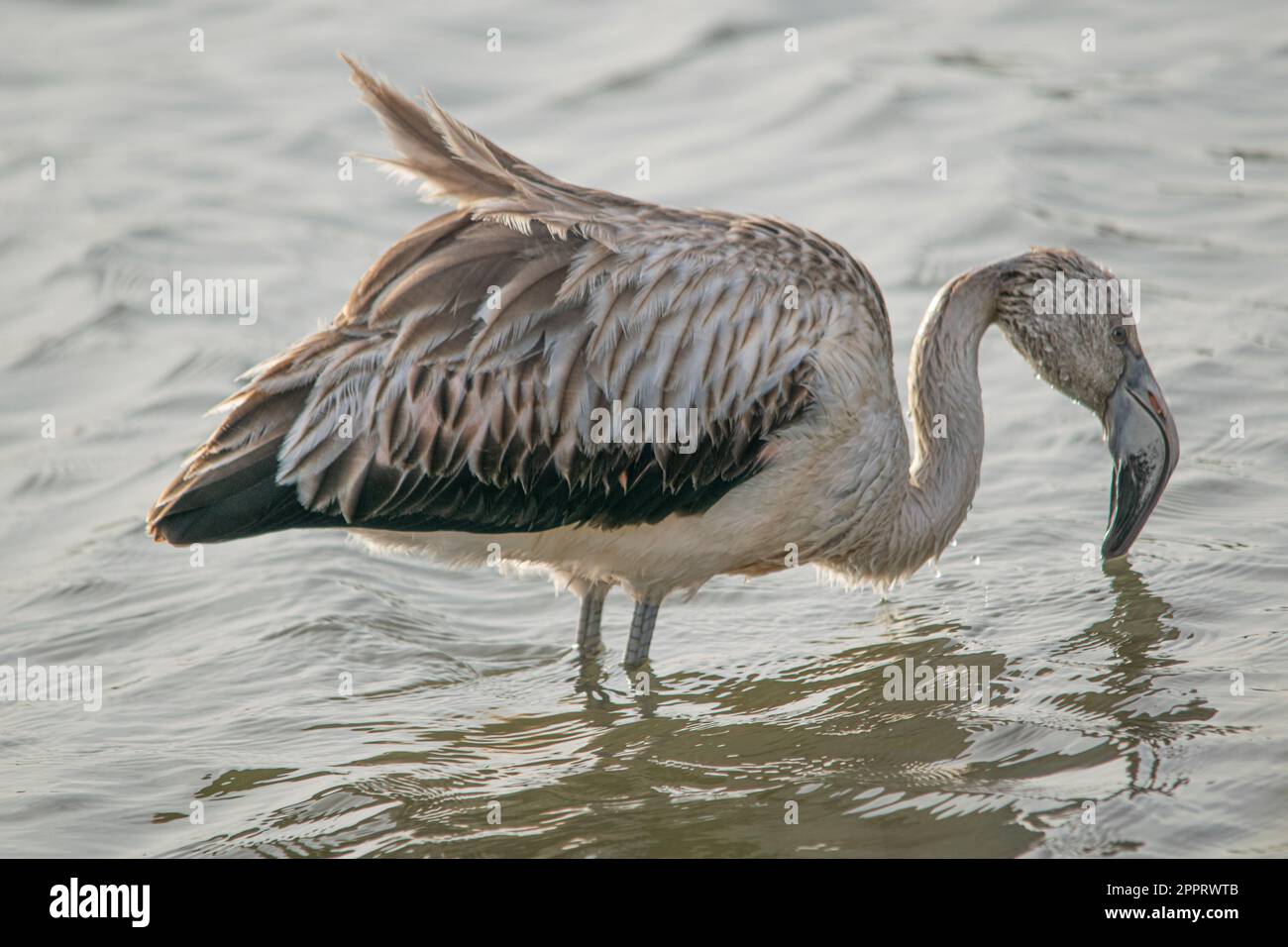 Austral flamingo fishing on the lahoon , in Mar Chiquiita, Bueenos Airs ...