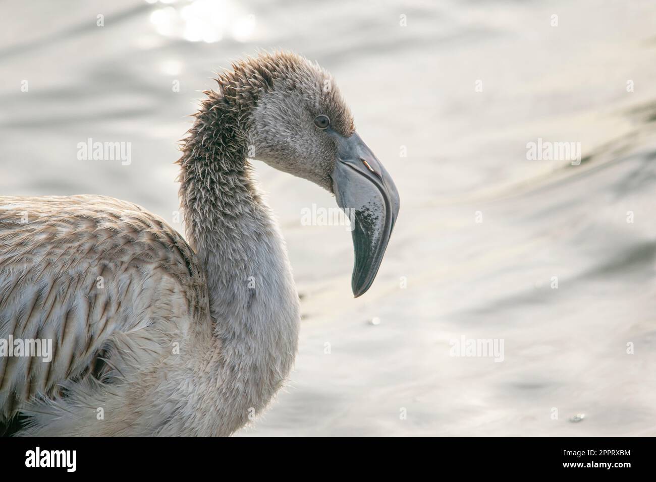 Austral flamingo fishing on the lahoon , in Mar Chiquiita, Bueenos Airs ...