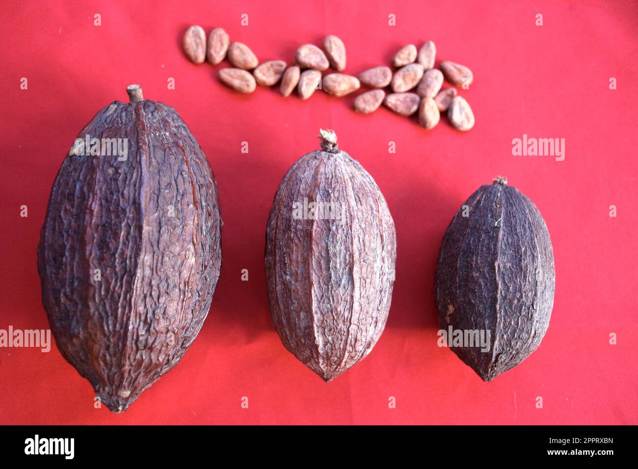 Cocoa fruits and cocoa seeds in El Castillo del Chocolate, Peña de ...