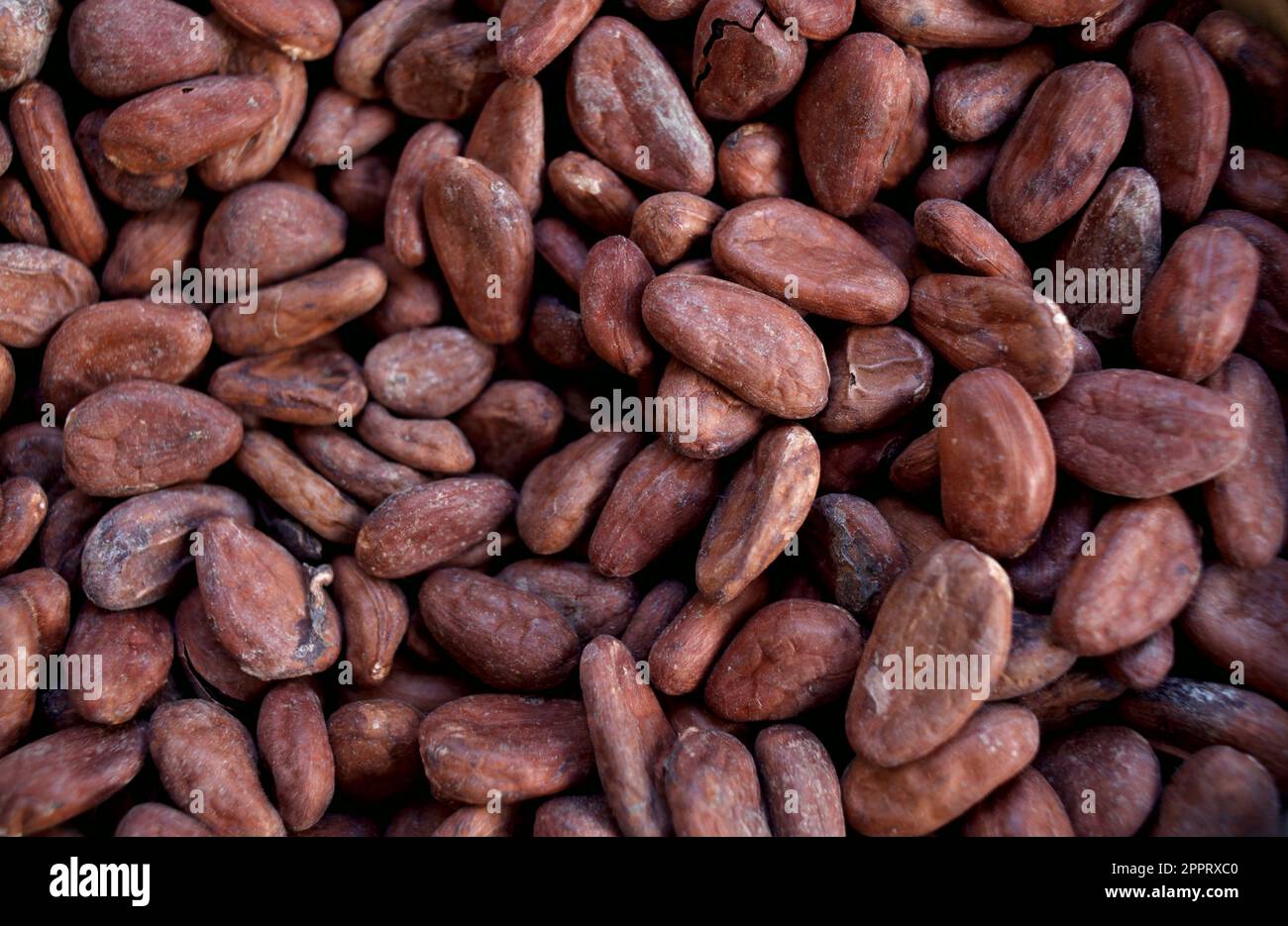 Cocoa seeds in El Castillo del Chocolate, Peña de Bernal, San Sebastian ...