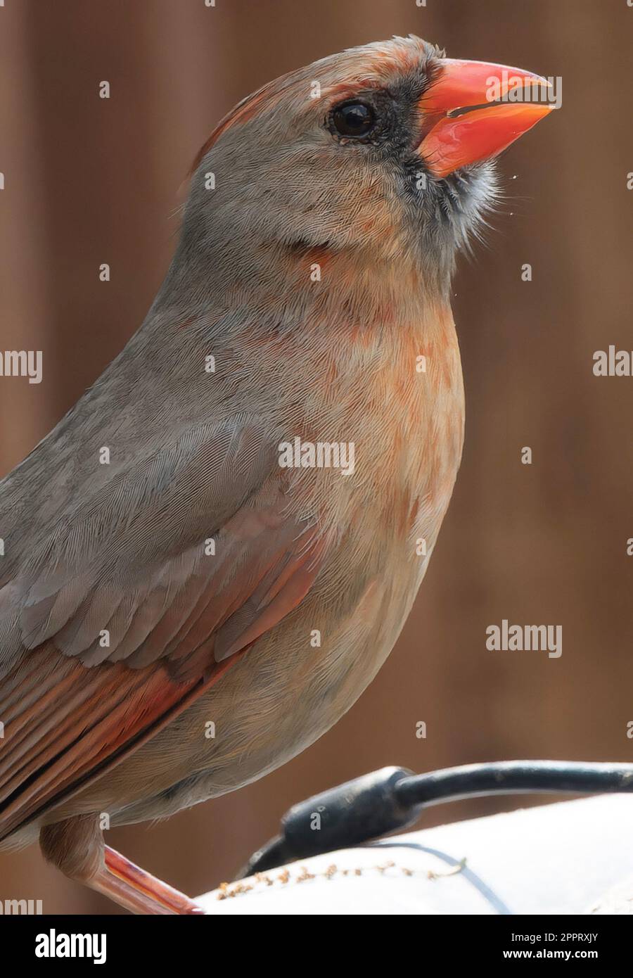 A Northern Cardinal poses on the deck Stock Photo - Alamy