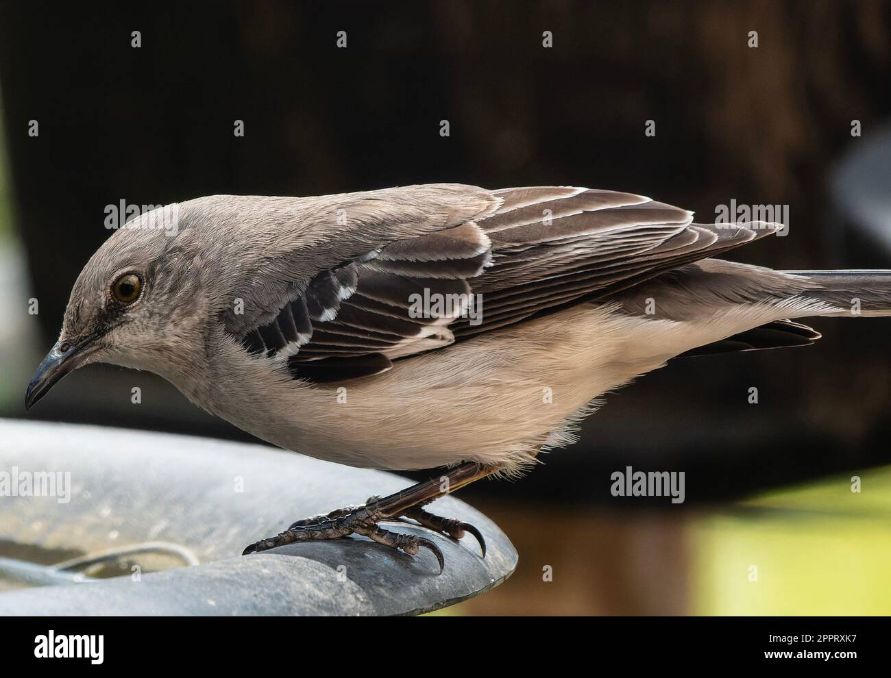 Northern Mockingbird on the birdbath Stock Photo - Alamy