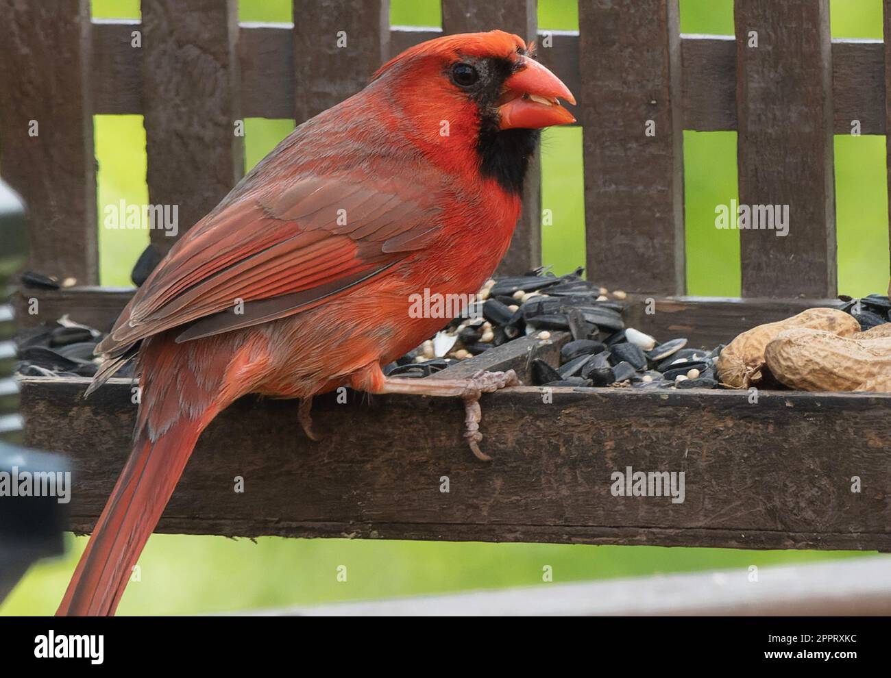 A Northern Cardinal poses on the deck Stock Photo - Alamy