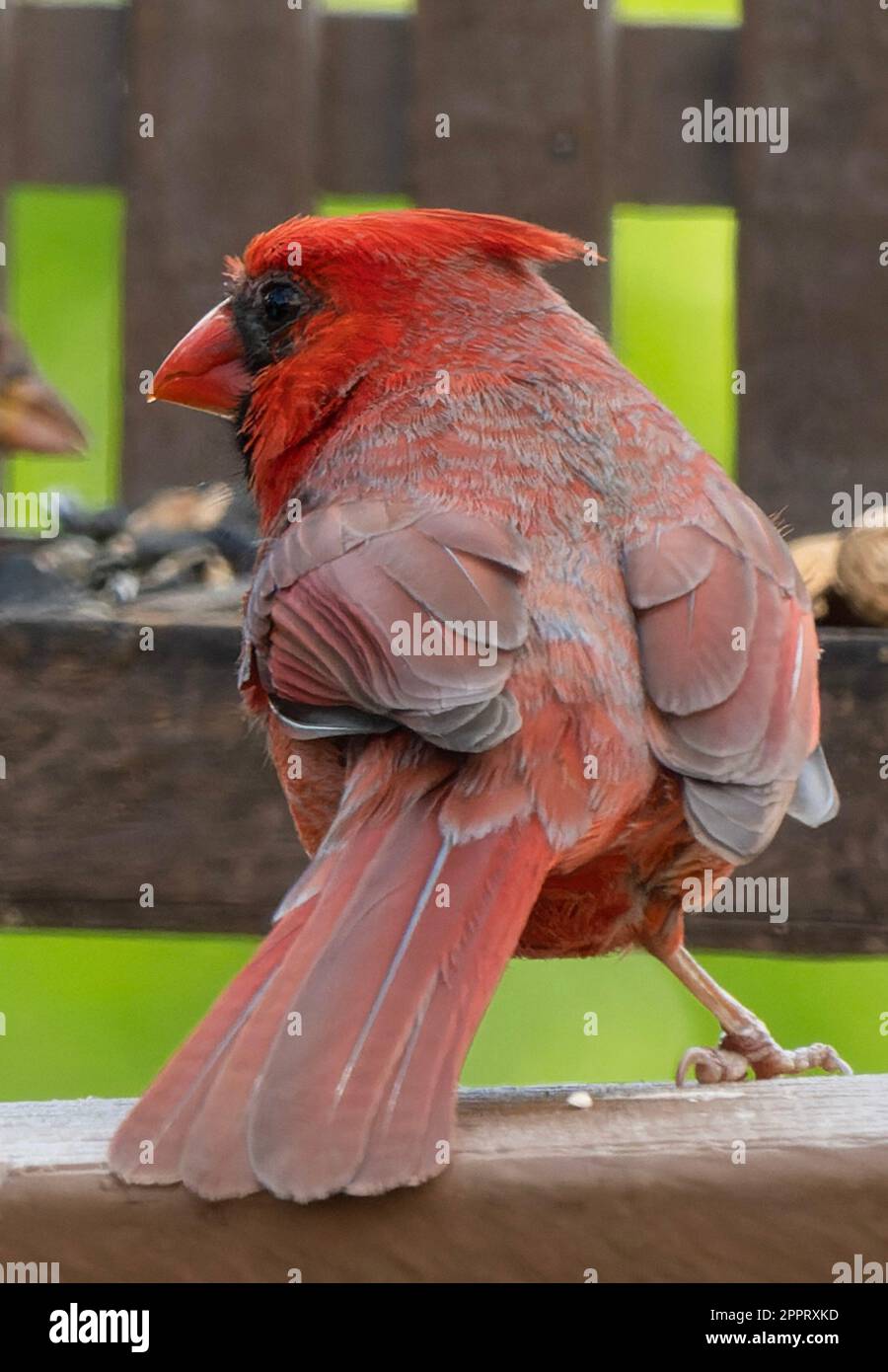 A Northern Cardinal poses on the deck Stock Photo - Alamy