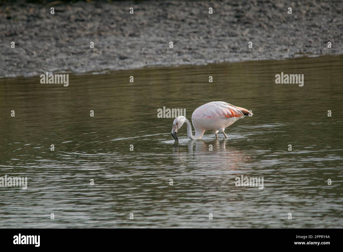 Austral flamingo fishing on the lahoon , in Mar Chiquiita, Bueenos Airs ...