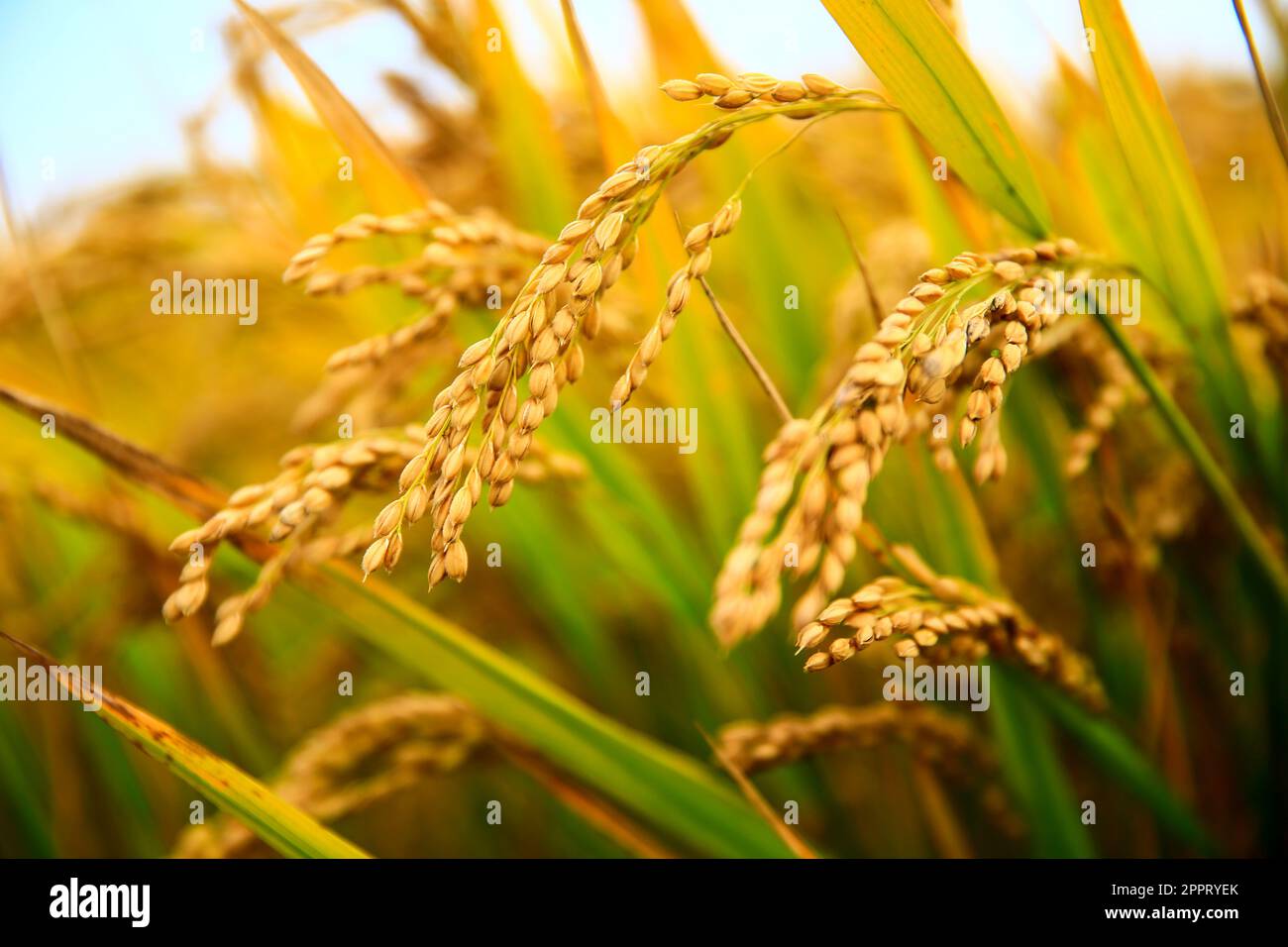Mature rice farm in the country Stock Photo - Alamy
