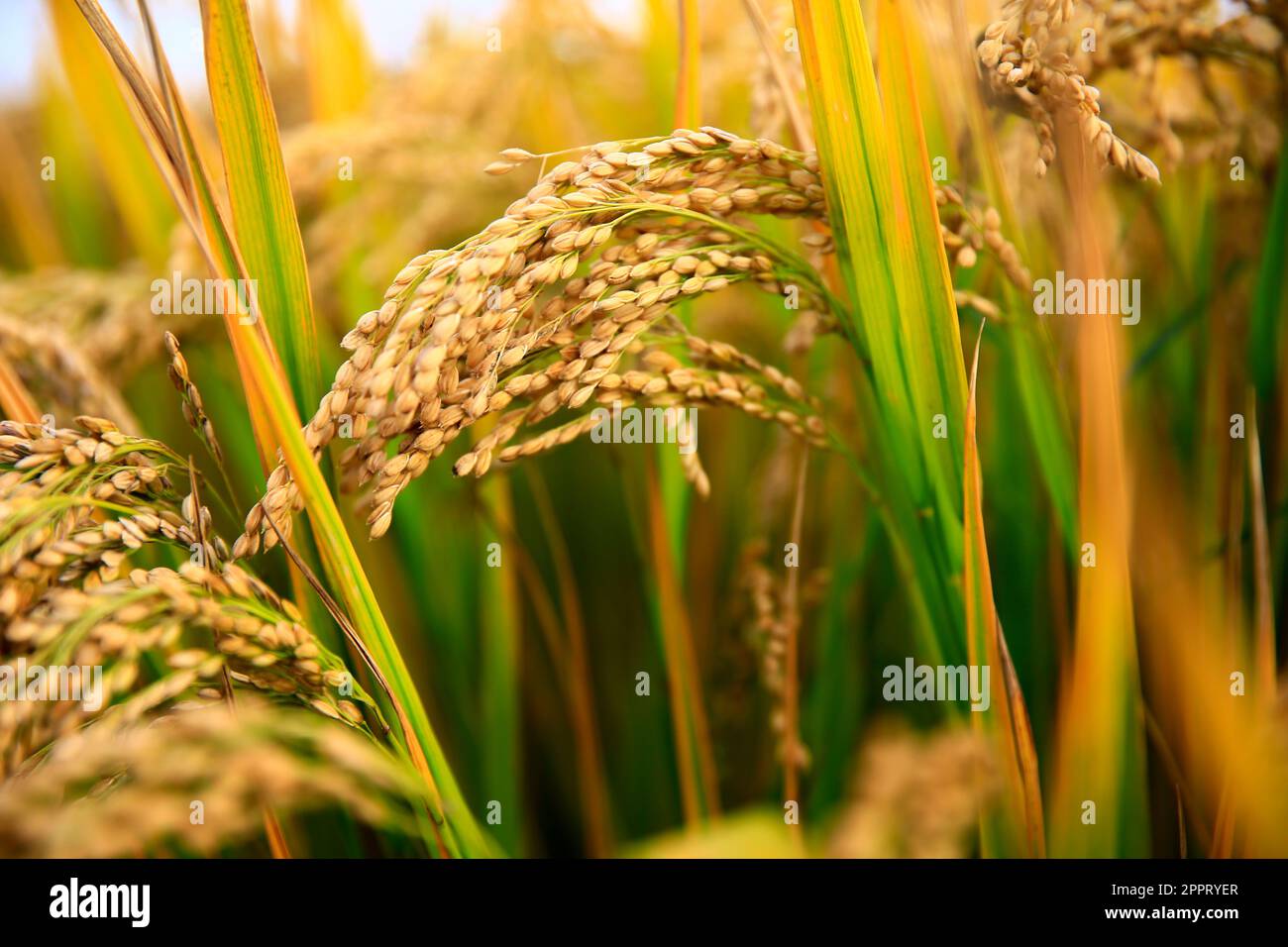 Mature rice farm in the country Stock Photo - Alamy