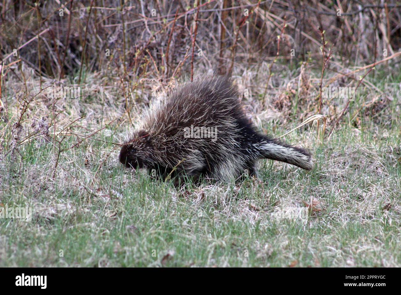 A Porcupine Getting Worried As I got Closer to Take His Photo Stock ...