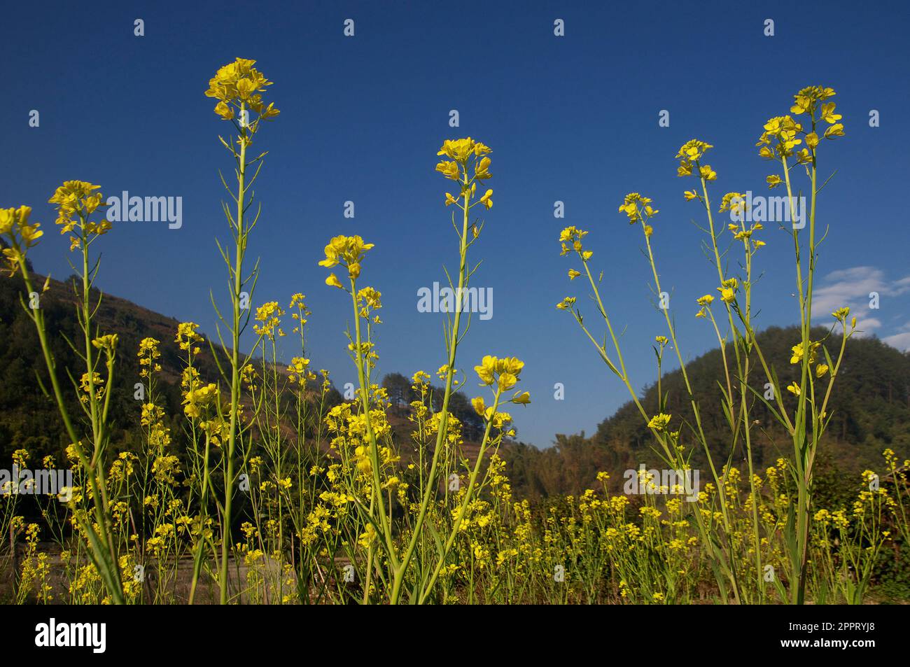 Radish flowers bloom in the high mountains. South East Asia, Vietnam ...