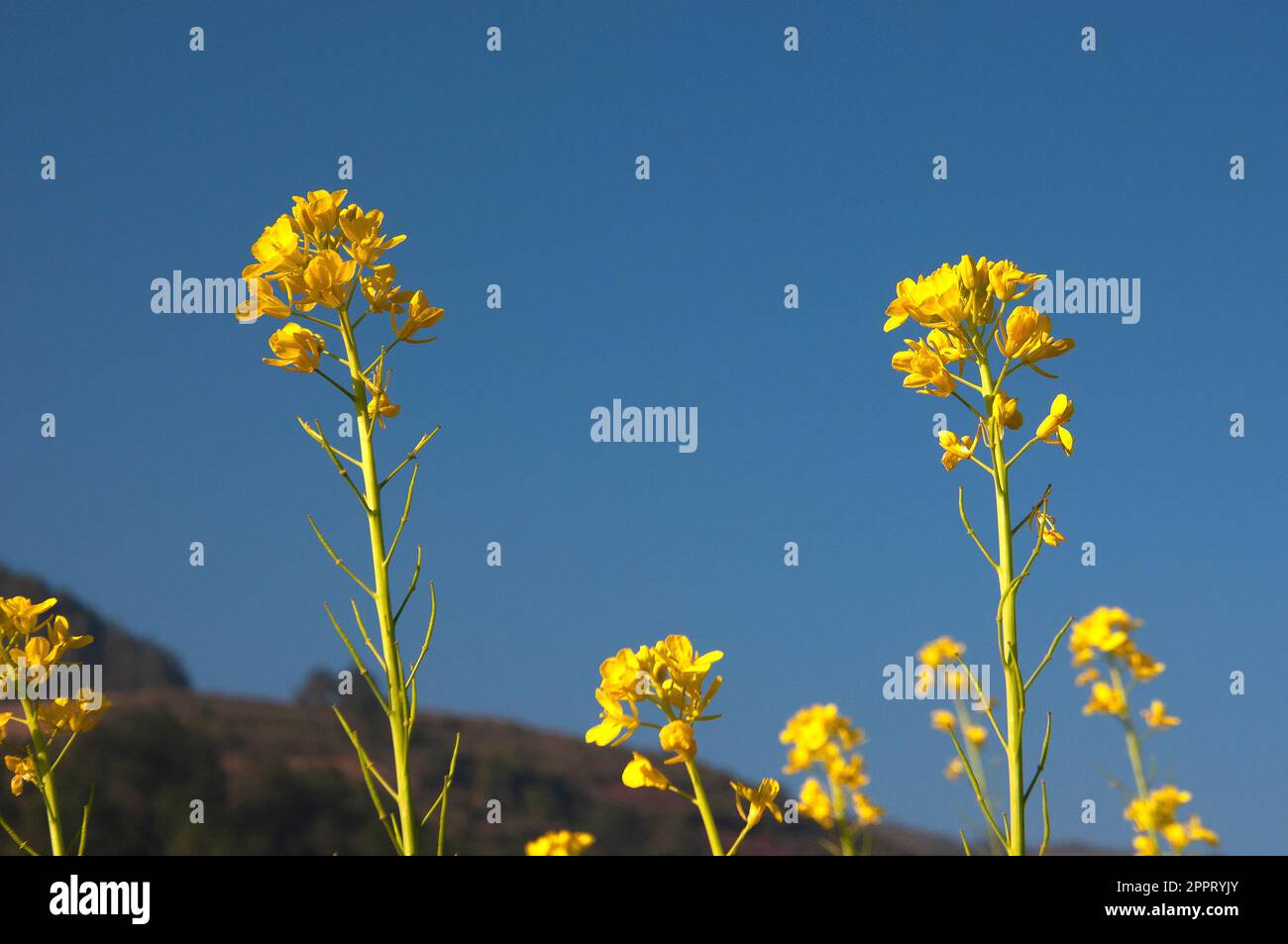 Radish flowers bloom in the high mountains. South East Asia, Vietnam ...
