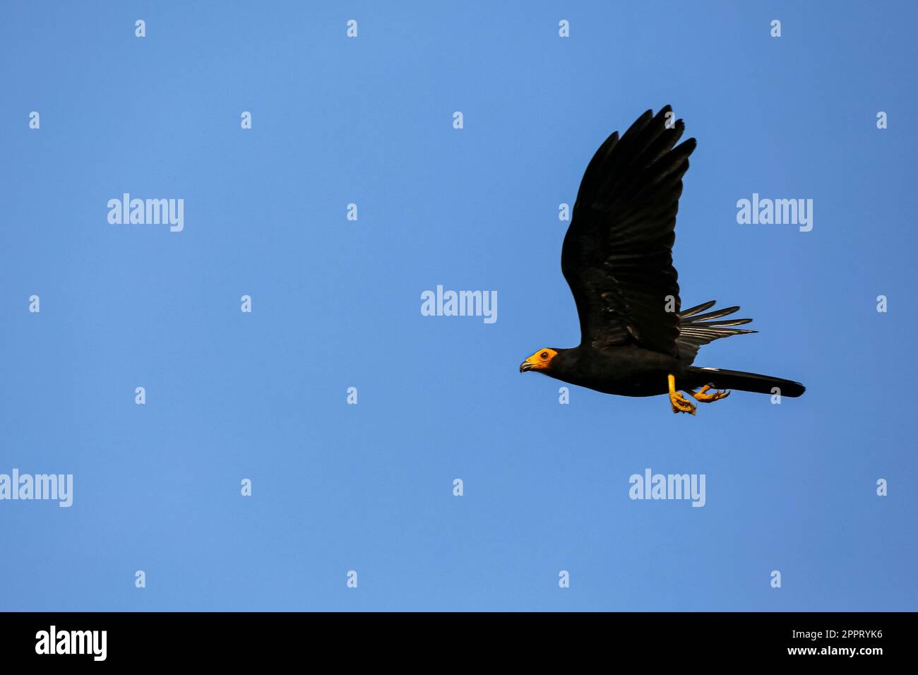 Brazilian birds hi-res stock photography and images - Alamy
