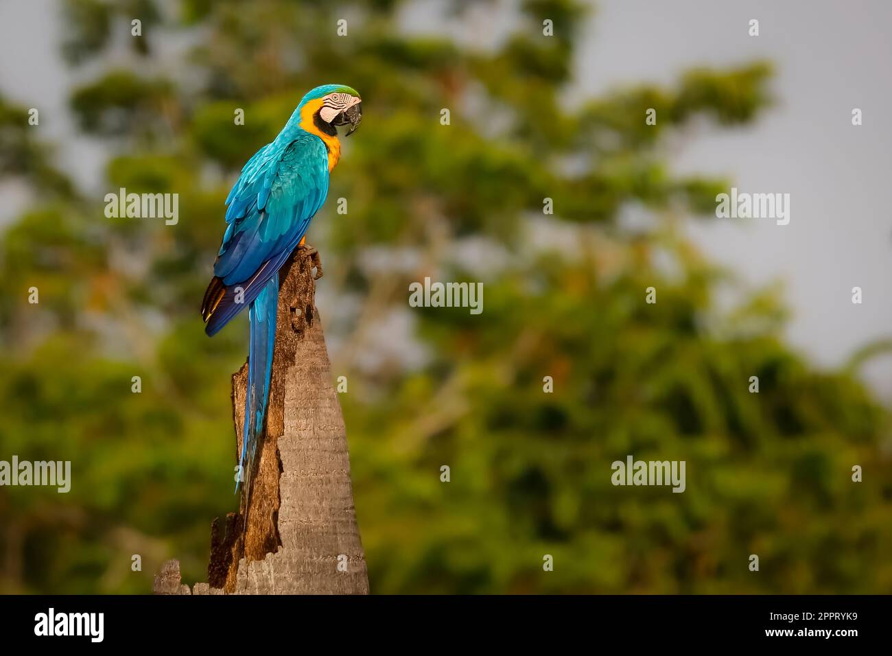 Endangered Blue-and-yellow macaw sitting on a palm tree stump against ...