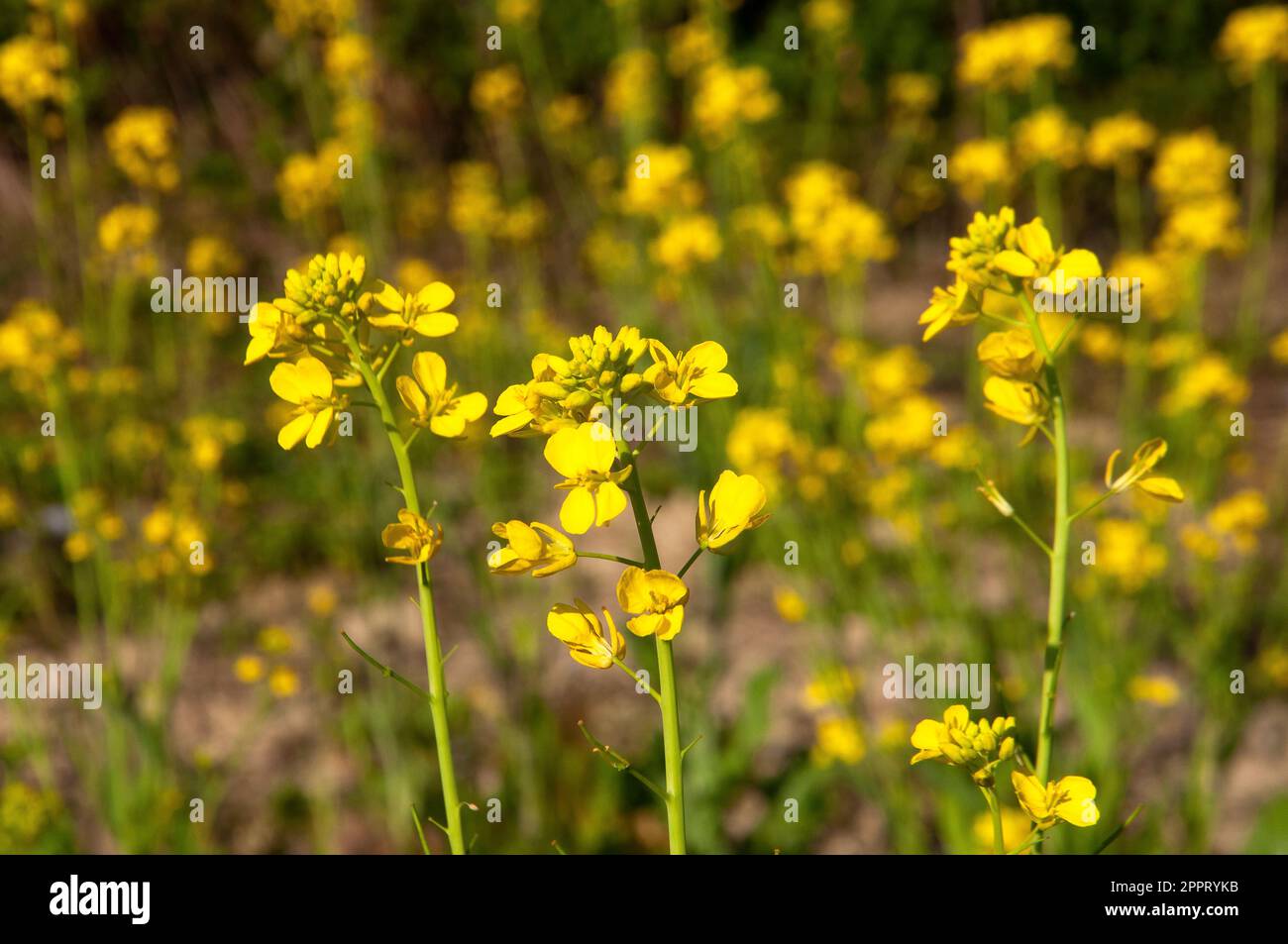 Radish flowers bloom in the high mountains. South East Asia, Vietnam ...