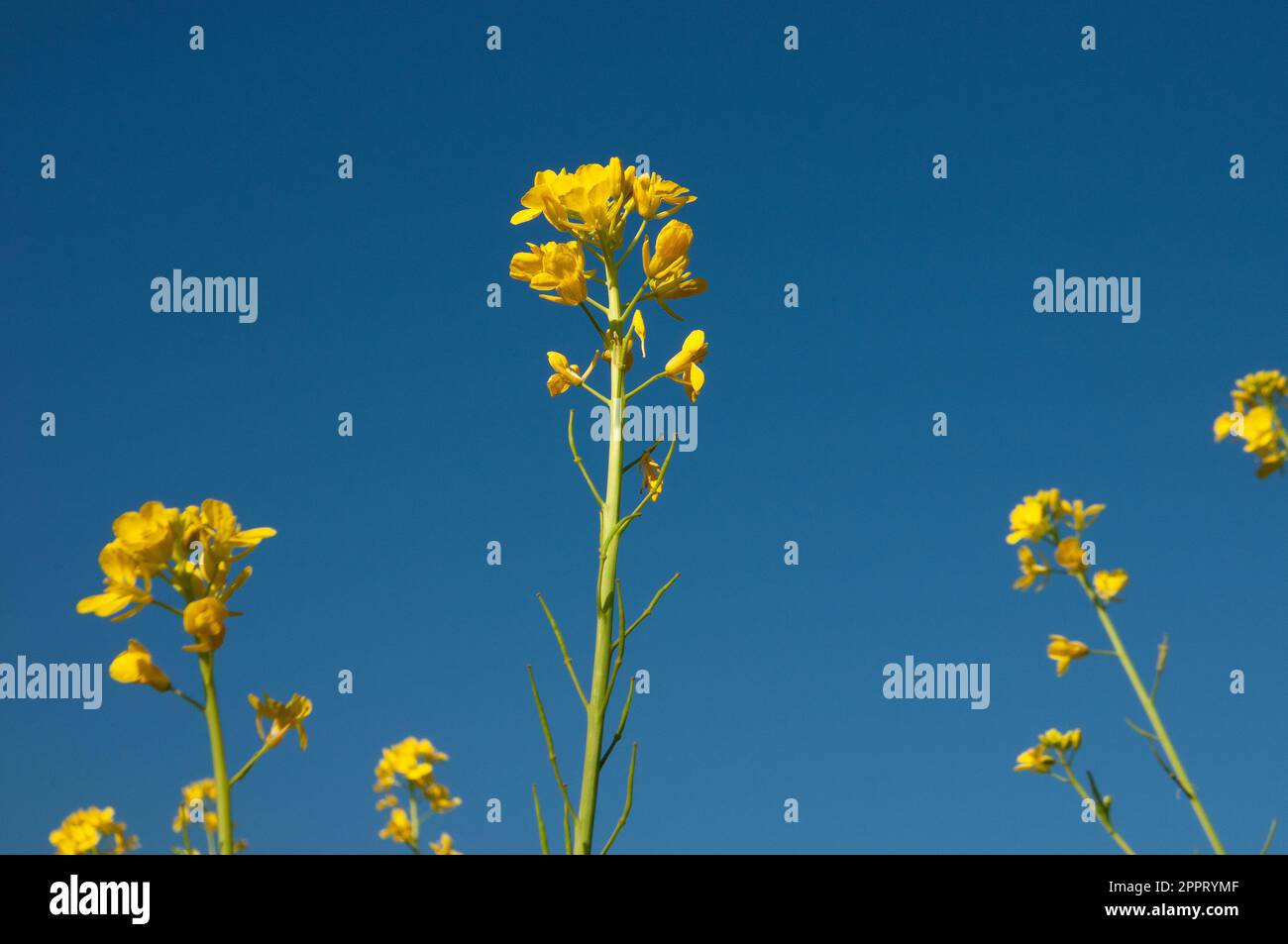 Radish flowers bloom in the high mountains. South East Asia, Vietnam ...