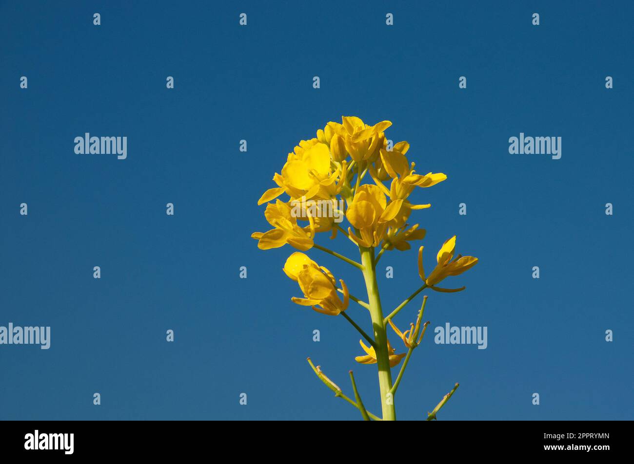 Radish flowers bloom in the high mountains. South East Asia, Vietnam ...