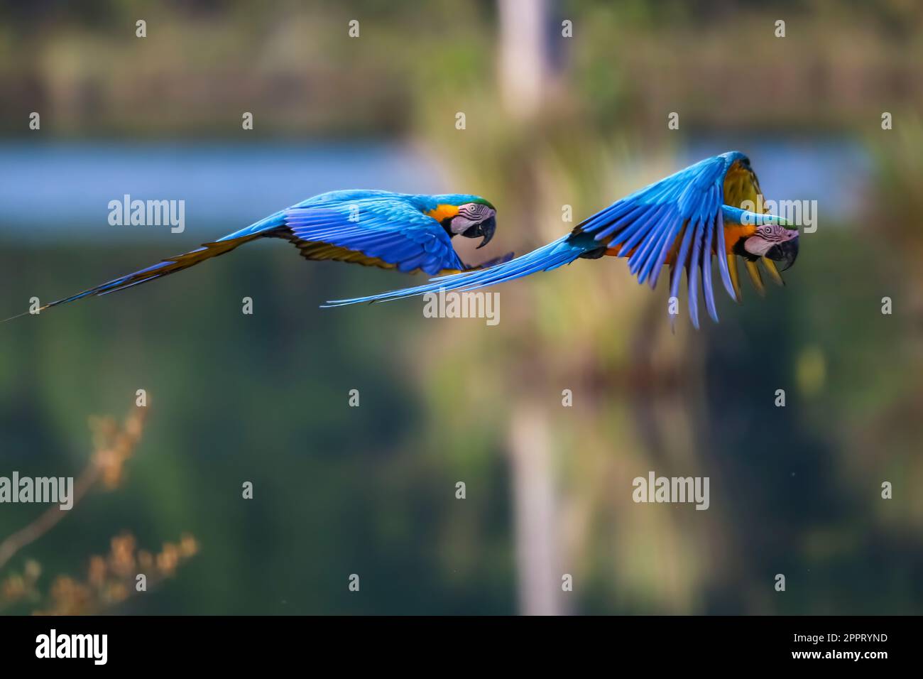 Two beautiful Blue-and-yellow macaws in flight to the right against ...