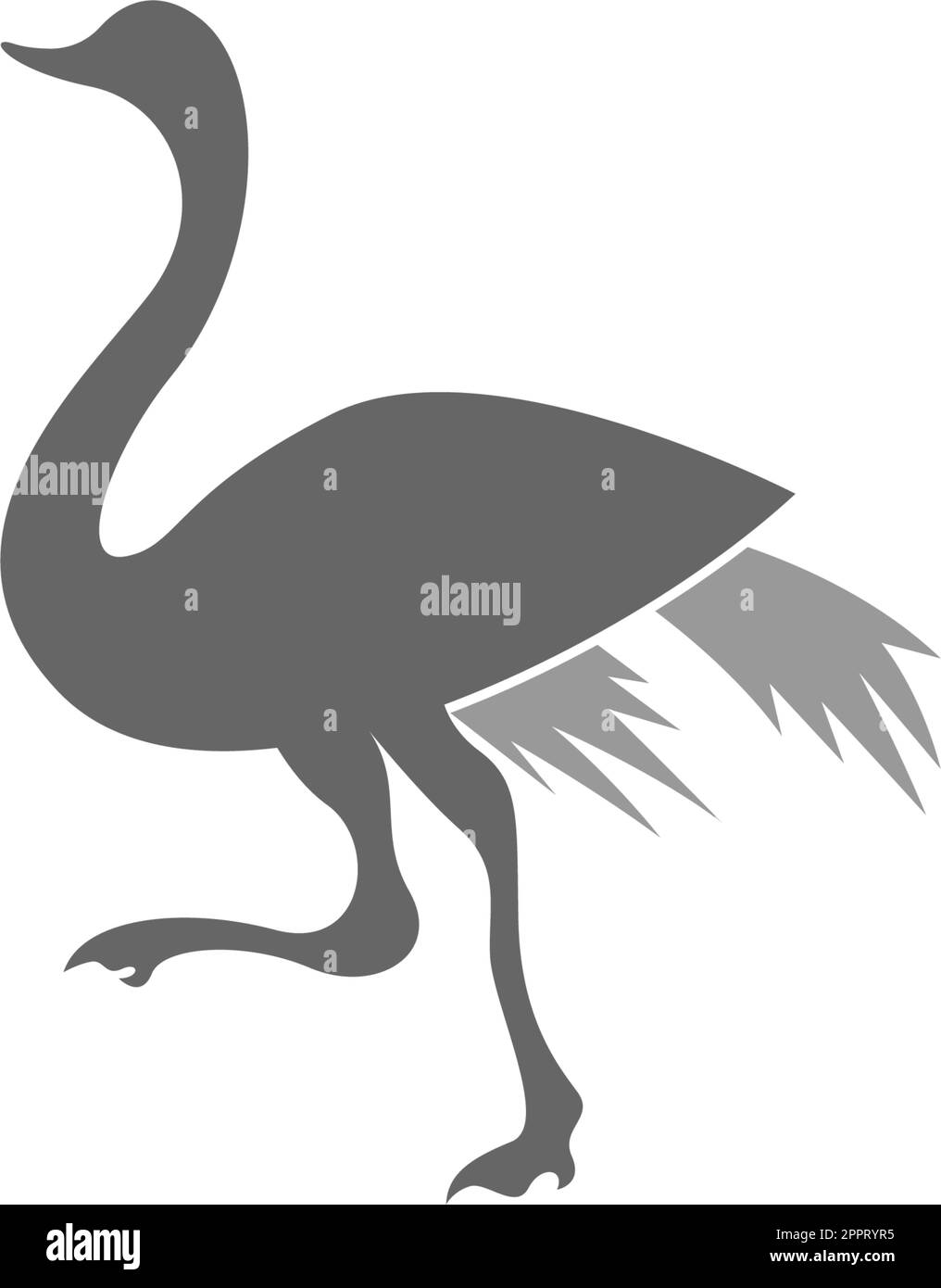 Ostrich bird head neck Black and White Stock Photos & Images - Alamy