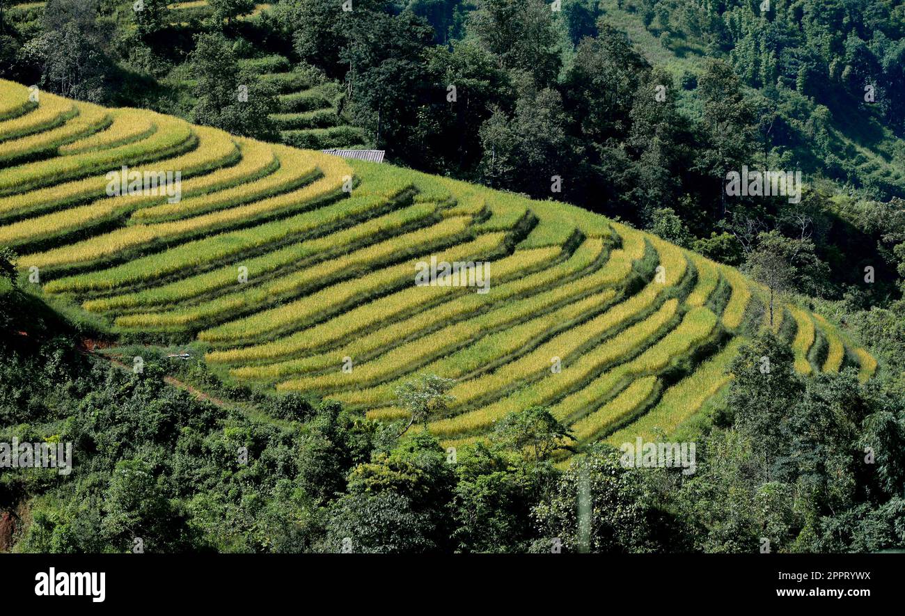 Terrace field in north west Vietnam Stock Photo - Alamy