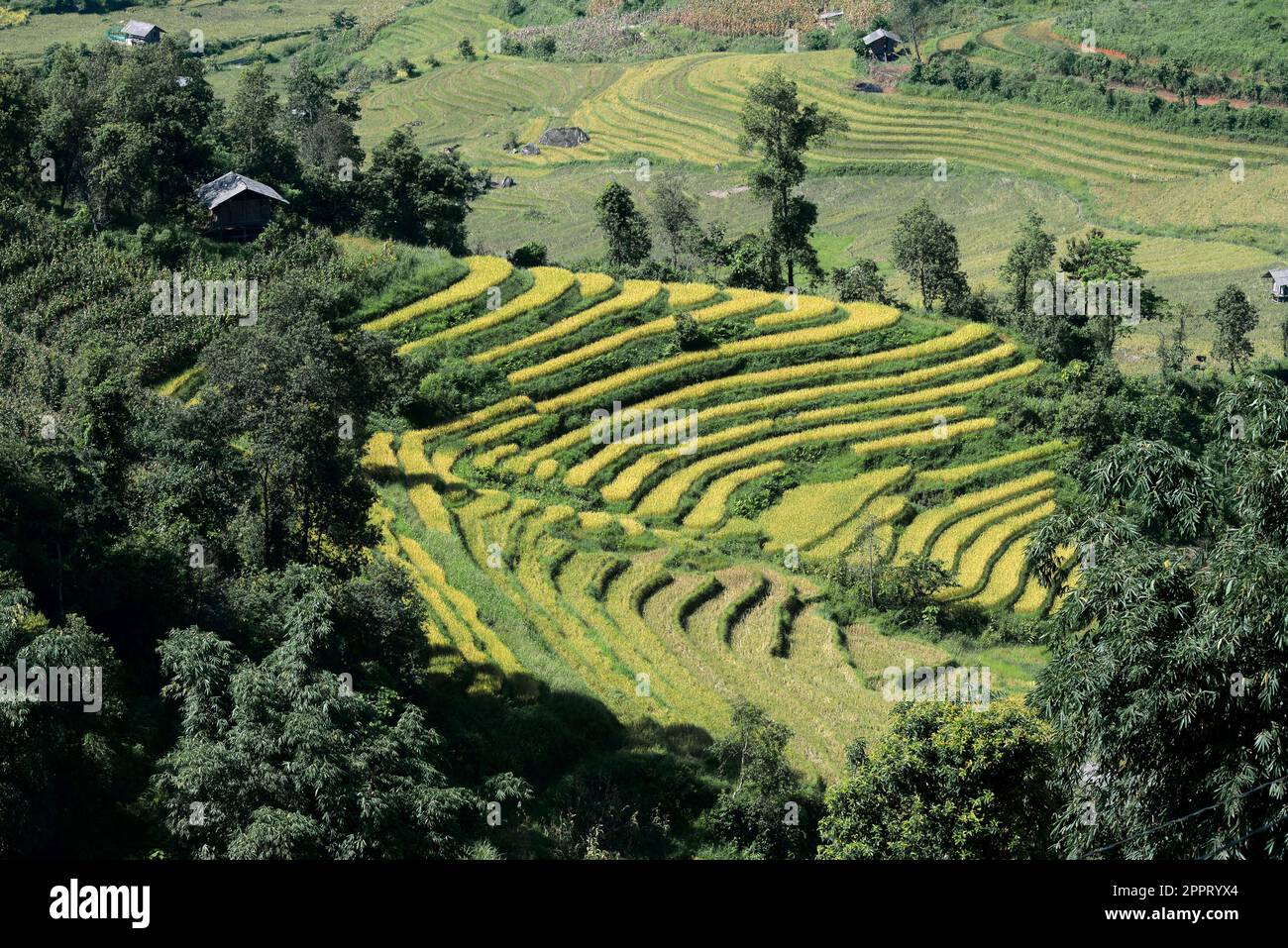 Terrace field in north west Vietnam Stock Photo - Alamy