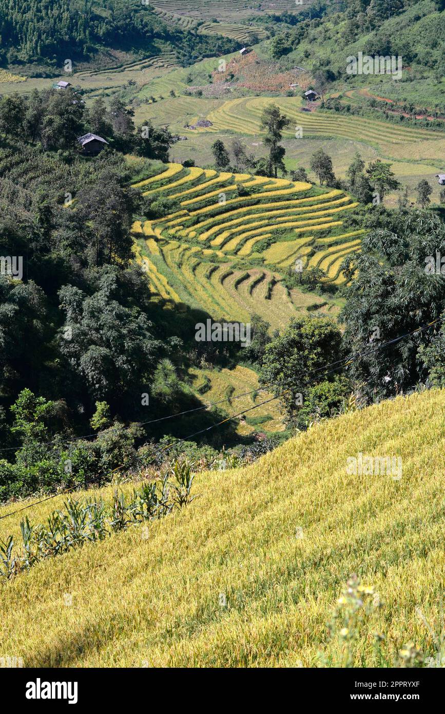 Terrace field in north west Vietnam Stock Photo - Alamy