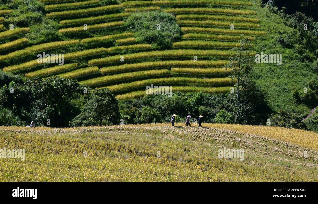 Terrace field in north west Vietnam Stock Photo - Alamy