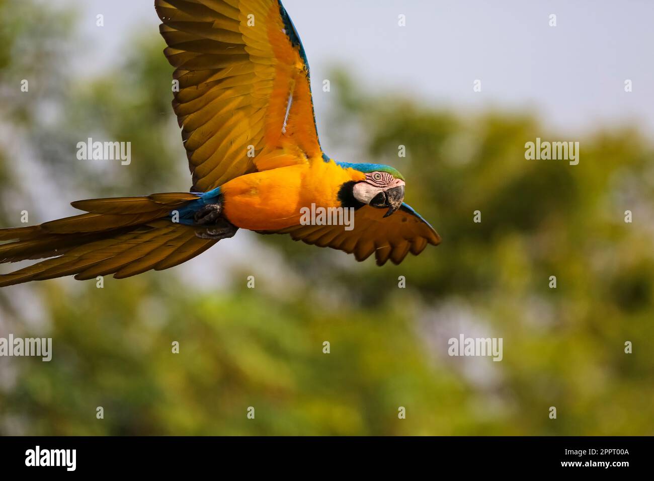 Flying mat hi-res stock photography and images - Alamy