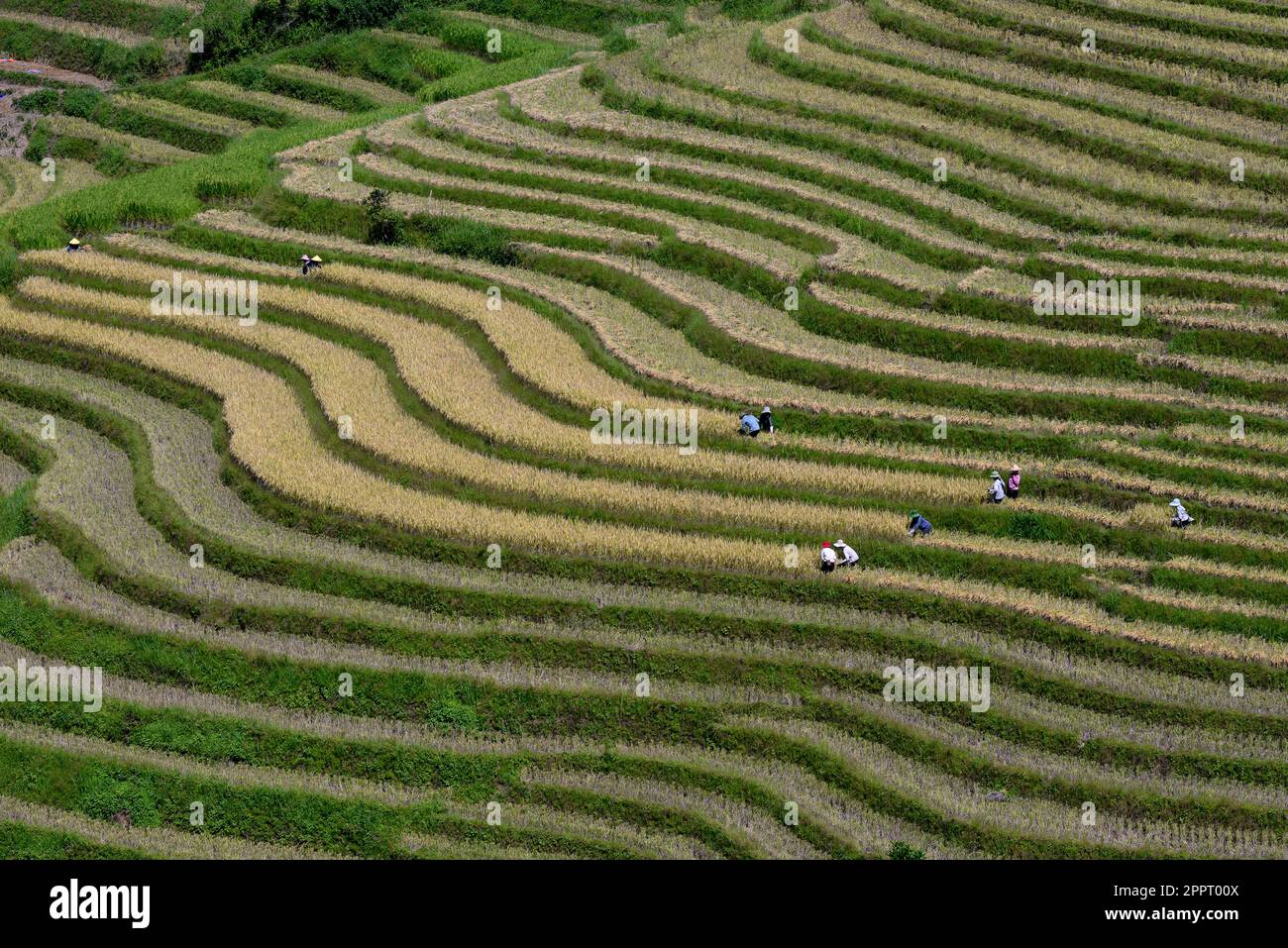 Terrace field in north west Vietnam Stock Photo - Alamy