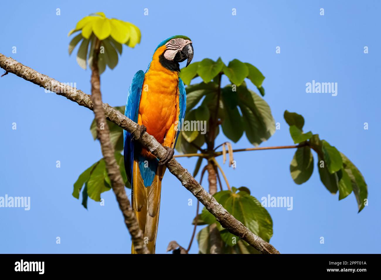 Close-up of an endangered Blue-and-yellow macaw sitting on a tree ...
