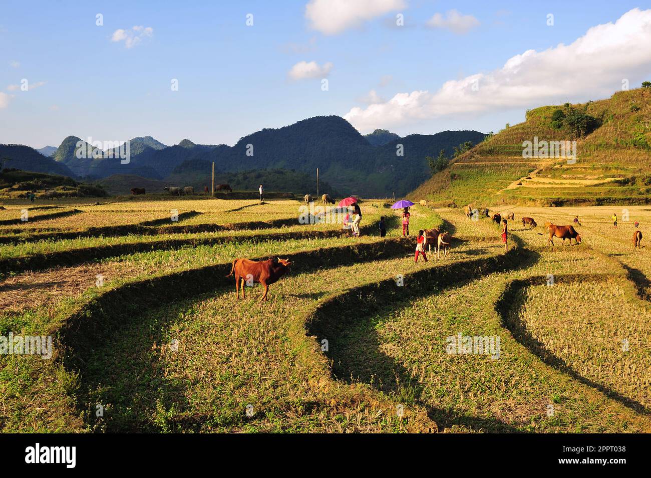 Terrace field in asia, Vietnam, Thailand, China Stock Photo - Alamy